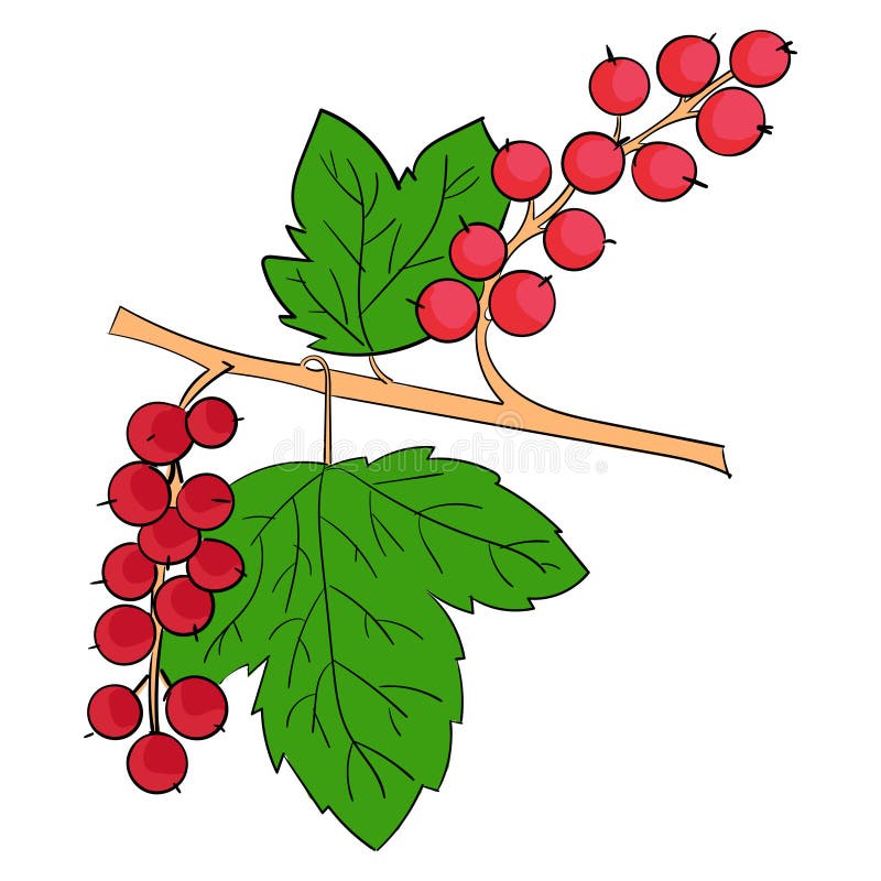 Currants plant fruits stock vector. Illustration of food - 60795099