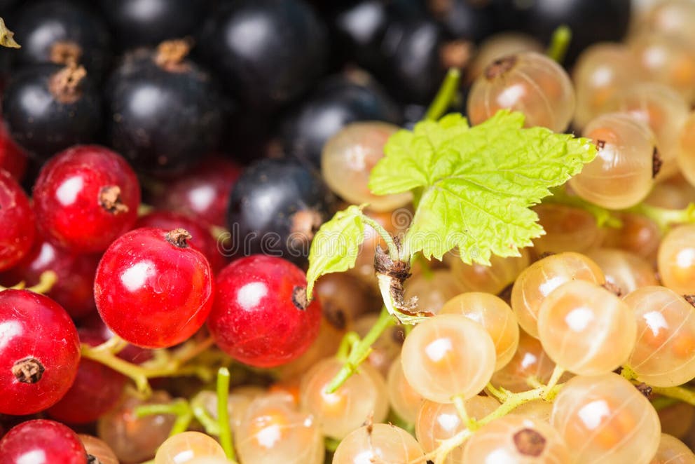 Currants types stock photo. Image of tasty, sweet, dessert - 54882894