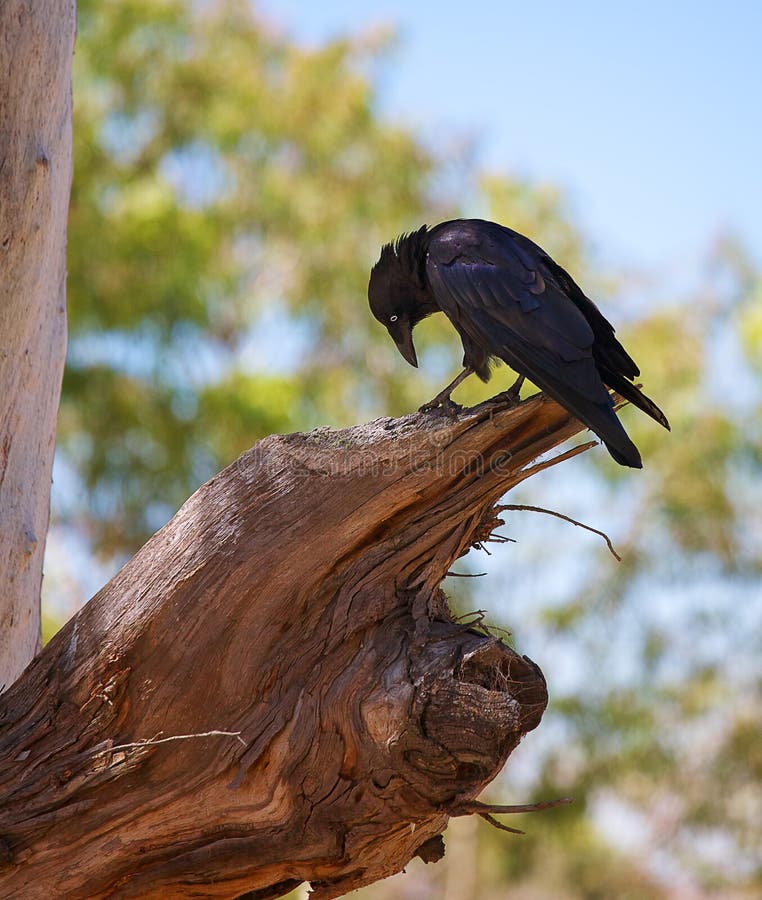 Currawong stock photo. Image of currawong, landscape - 29114996