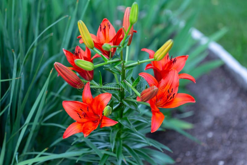 Current and Future Red Lilies Blooming in the Garden Stock Image ...