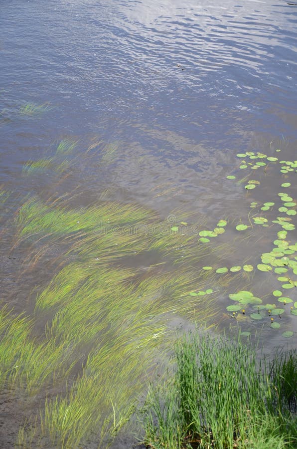 Current stock image. Image of movement, nature, summer - 84583509