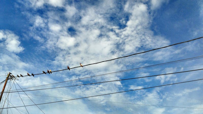 The Current Resting Place for Birds is only on the Power Cables Stock ...