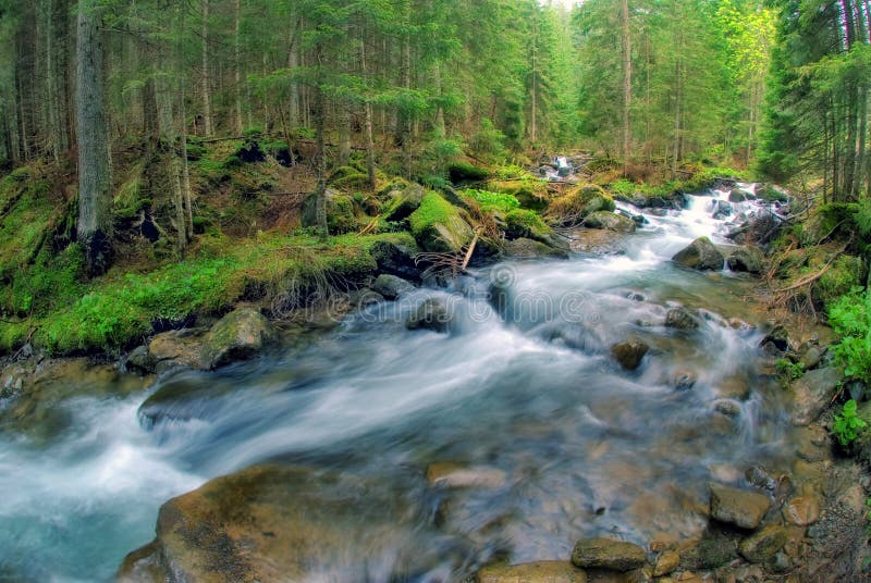The current river the Prut stock image. Image of greens - 11289693