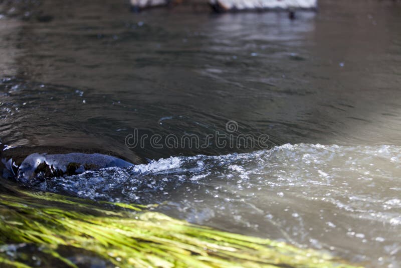 The current river stock photo. Image of trees, grass - 142495184