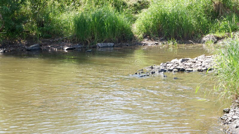 Beautiful river in summer stock image. Image of forestsummer - 192093373