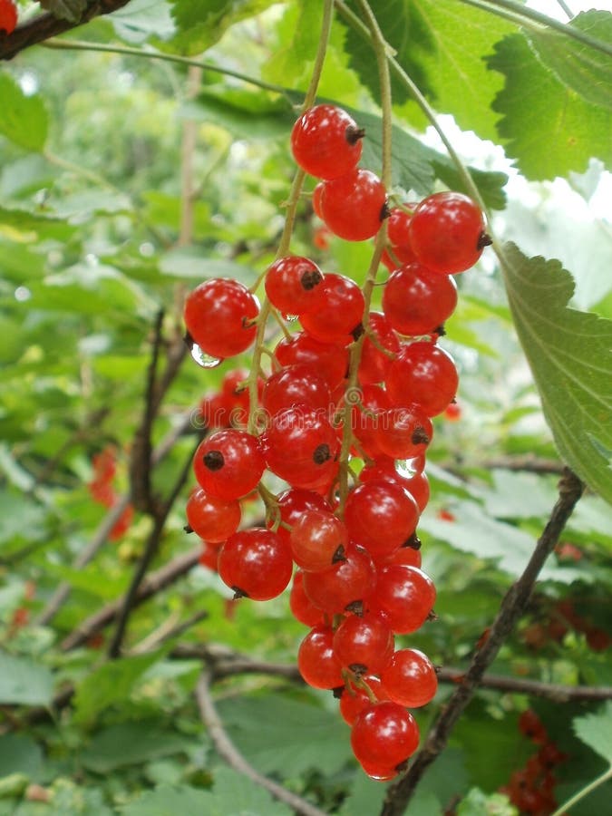 Currents stock image. Image of berry, shrub, summer, anka - 55337475
