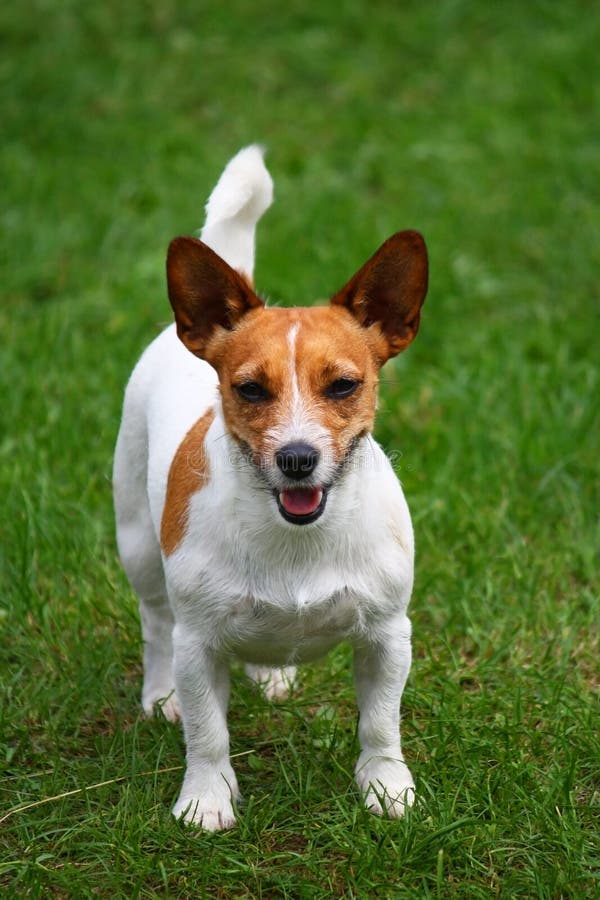 Currish jack russel dog stock image. Image of currish - 15887753