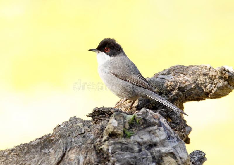 Curruca foto de archivo. Imagen de madera, aislado, belleza - 24015866