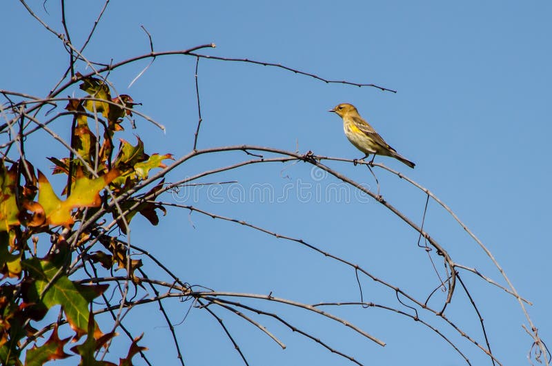 CURRUCA AMARILLA CON LAS HOJAS AMARILLAS Foto de archivo - Imagen de ...