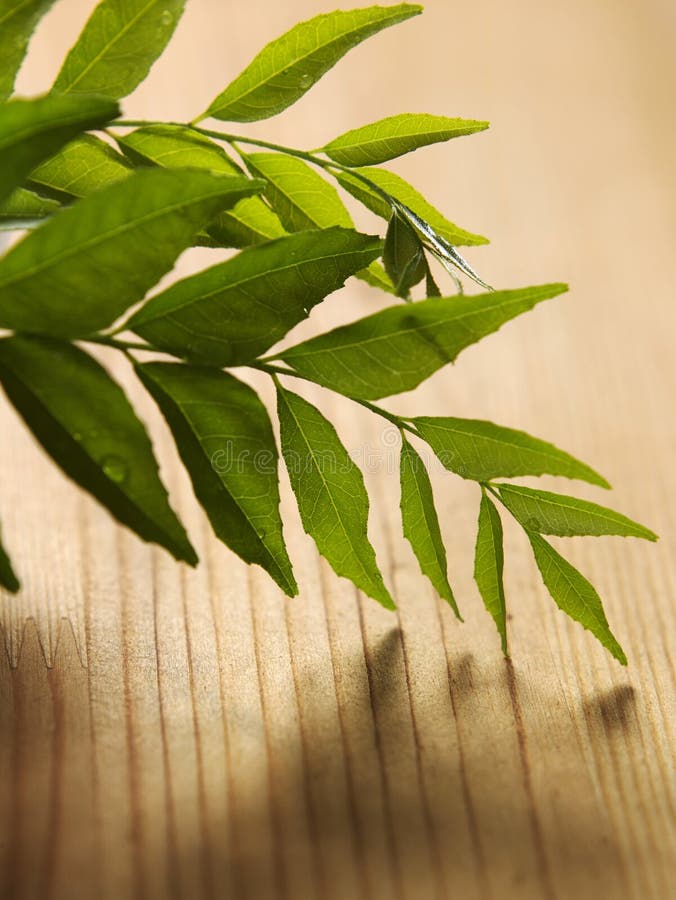 Curry leaf stock image. Image of green, agriculture, ingredient - 48625437