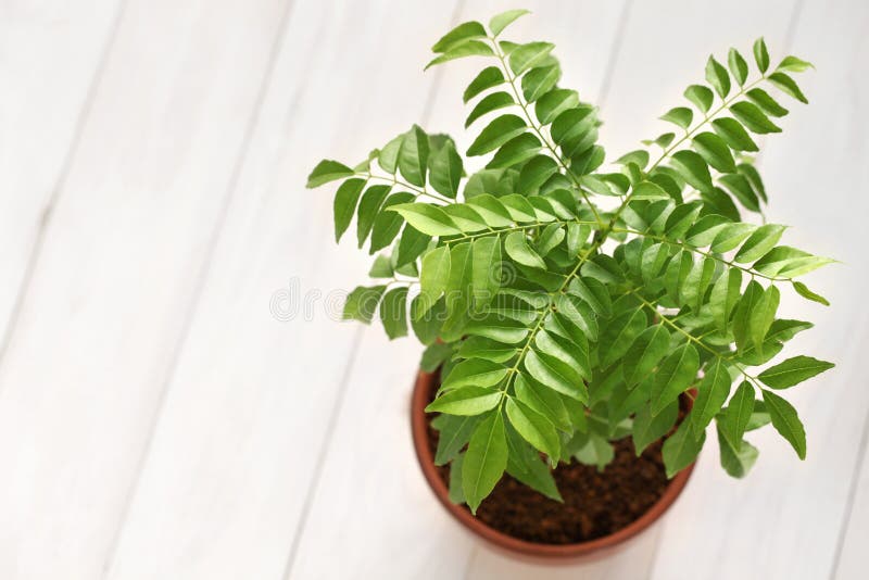 Curry Leaves stock image. Image of leaf, food, ayurvedic - 63870075