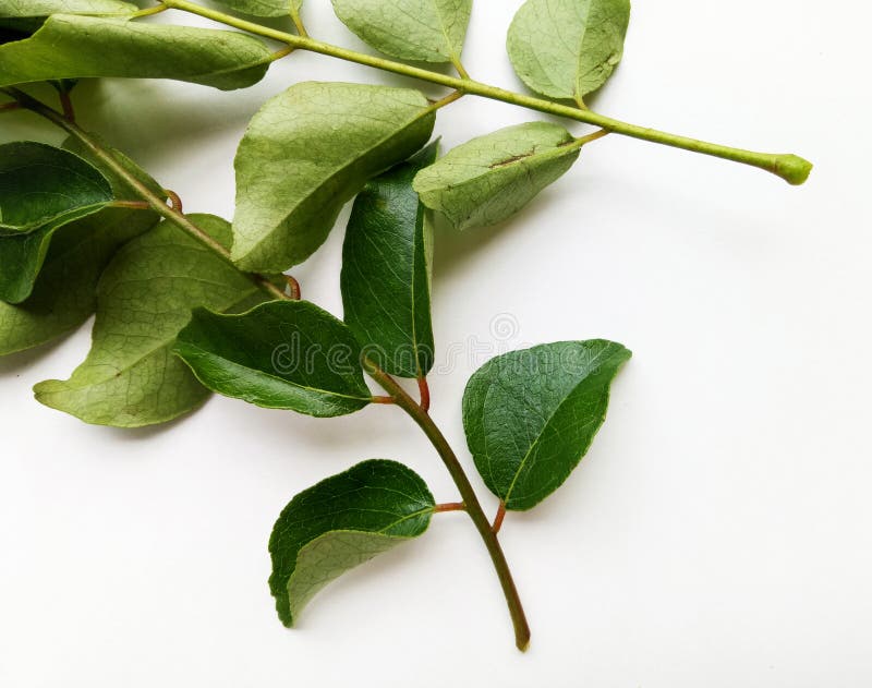 Curry Leaf stock photo. Image of sacred, herbal, botany - 102014066