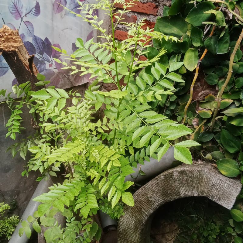 Curry Leaf stock photo. Image of curry, food, flavor - 310369350