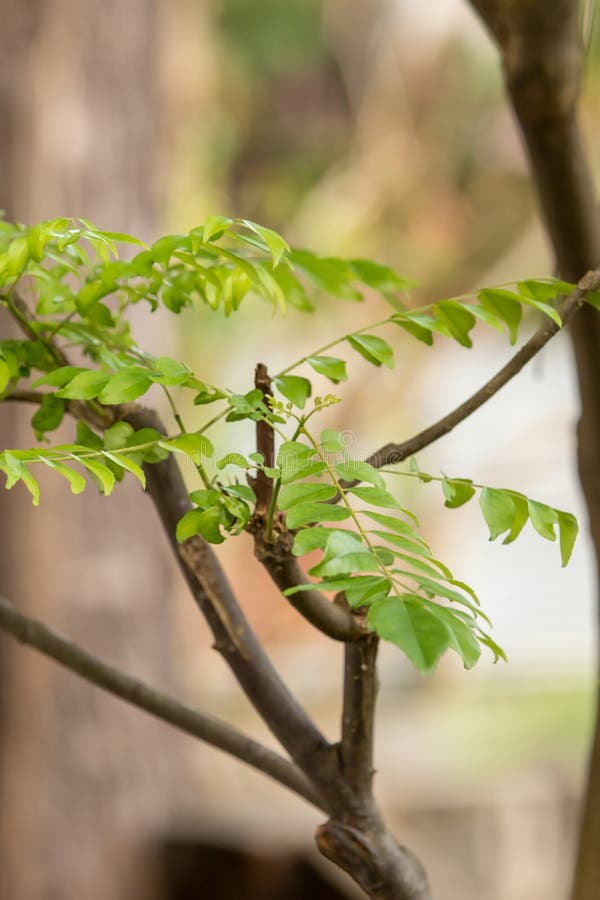 Curry Leaves Tree stock photo. Image of leave, branch - 270993000
