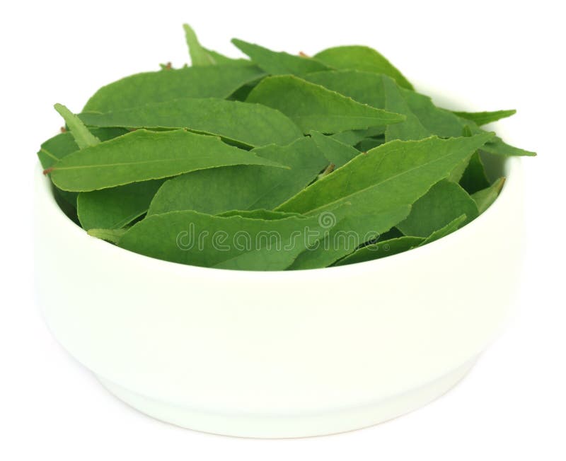 Curry Leaves stock image. Image of leaf, food, ayurvedic - 63870075