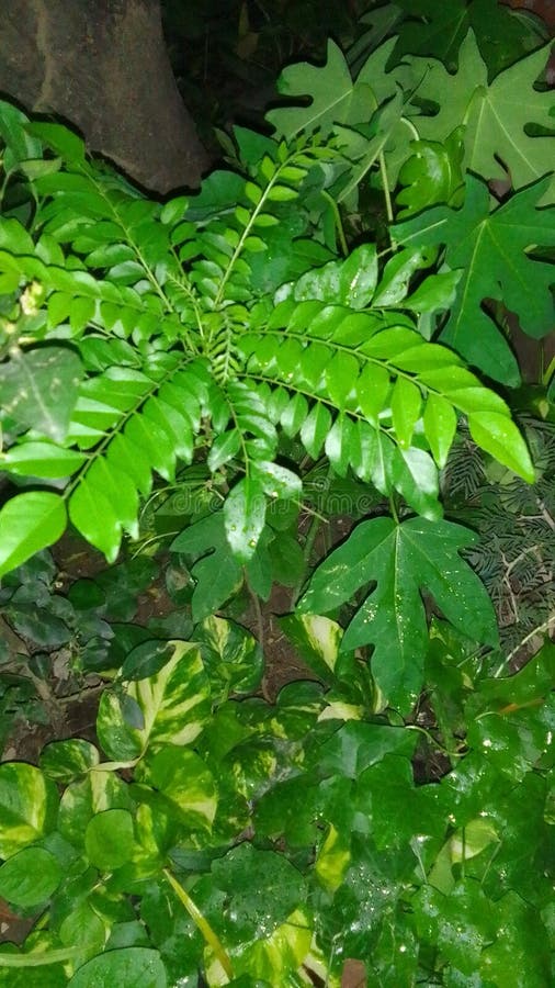 Meethi Neem Stock Photos - Free & Royalty-Free Stock Photos from Dreamstime