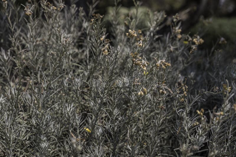 Curry Plant with Withered Flowers Stock Image - Image of flower ...