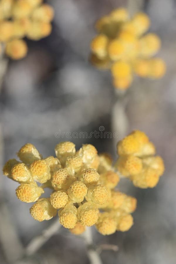 Curry plant flower stock photo. Image of yellow, environment - 100364970