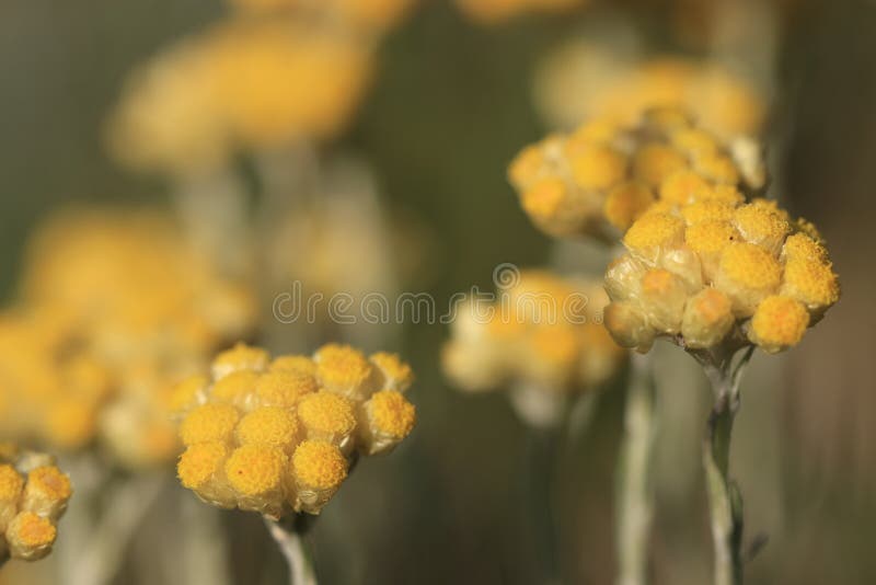 Curry plant flower stock image. Image of wild, meadow - 100364981