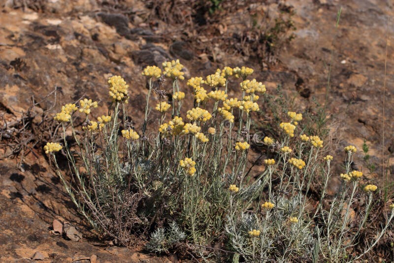 Curry plant flower stock image. Image of meadow, green - 100365323