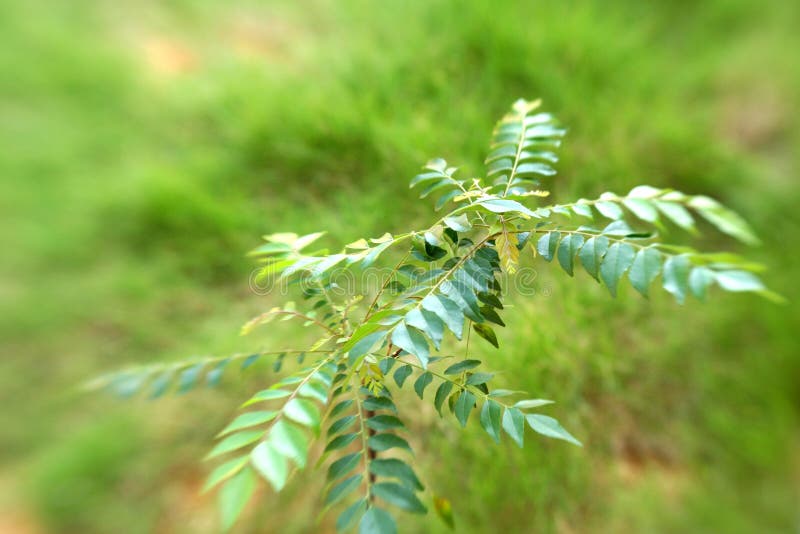 Curry tree stock image. Image of tree, malay, garnish - 4247433