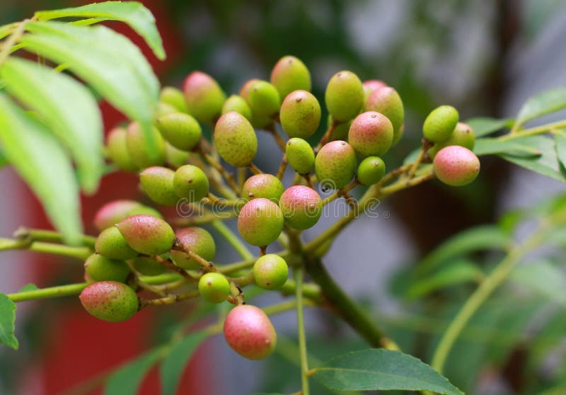 Curry tree fruits stock image. Image of backyard, color - 181512963