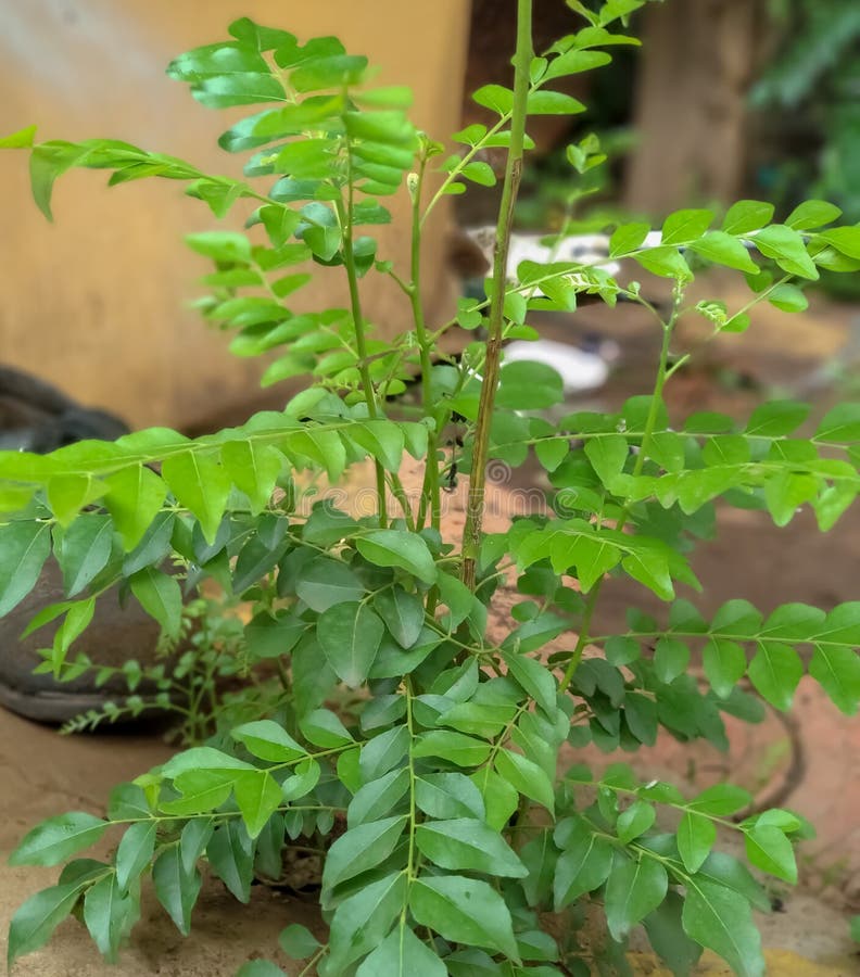 Curry tree plant stock photo. Image of green, natura - 154971238