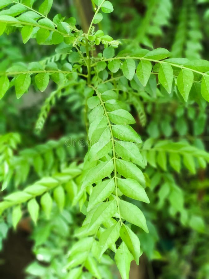 Curry tree plant stock image. Image of natural, herb - 154972093