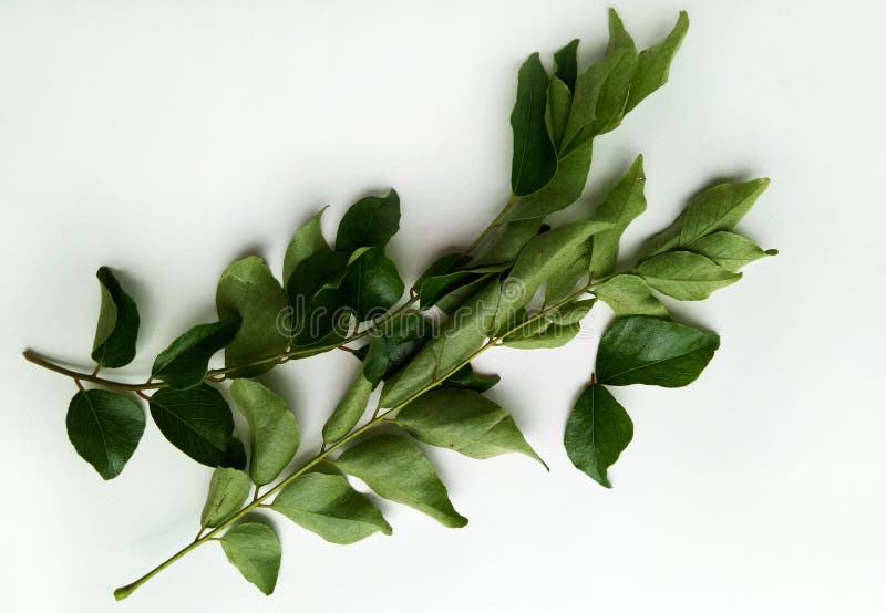 Curryblatt stockfoto. Bild von kräuter, botanik, nahrung - 102013552