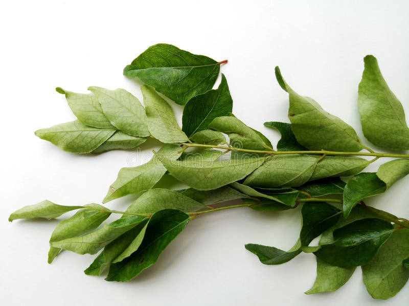 Curryblatt stockbild. Bild von baum, hintergrund, ökologie - 102013963