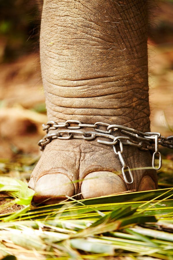 The Curse of Captivity. Cropped Image of the Chains Around the Leg of a ...