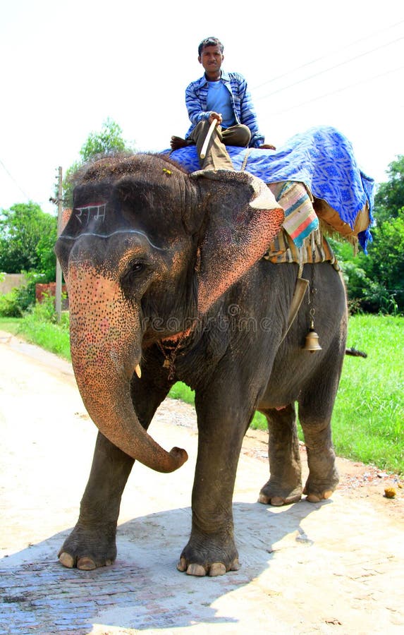 Curseur d'éléphant image stock. Image du ensoleillé, jour - 21038323