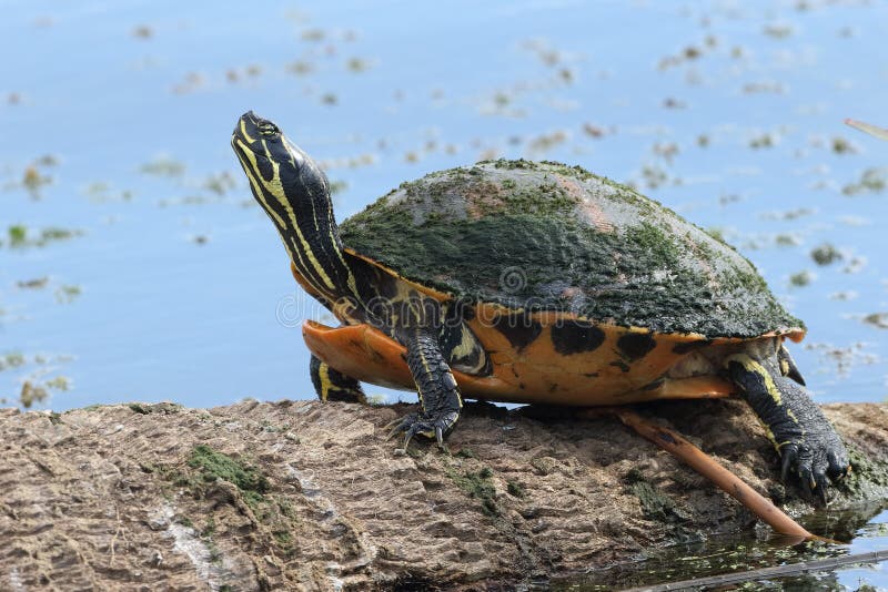 Cursore Codardo Che Prende Il Sole Su Un Ceppo - Florida Immagine Stock ...