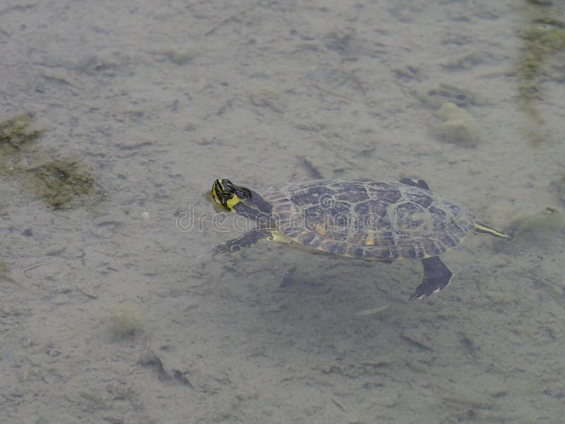 Cursore Codardo, Scripta Di Trachemys Scripta Fotografia Stock ...