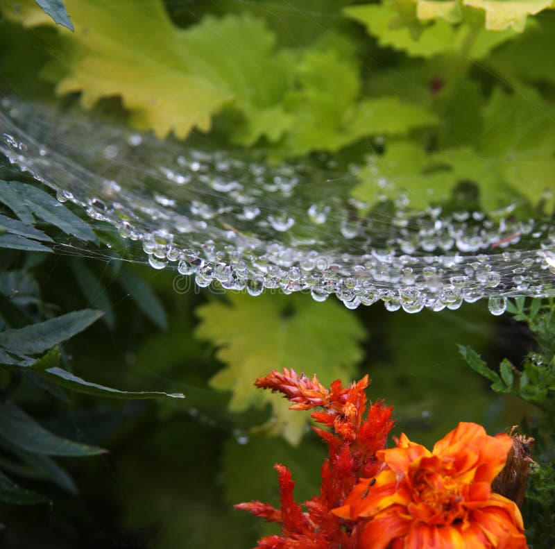 A curtain of drops stock photo. Image of light, sprayed - 69265764