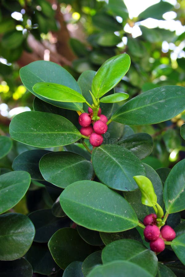 Curtain Fig, or Ficus Microcarpa Plant Leaves and Fruit Stock Photo ...
