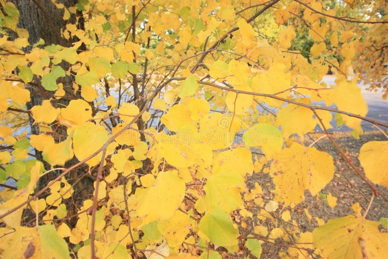 Curtain of leaves stock image. Image of yellow, natural - 78787251