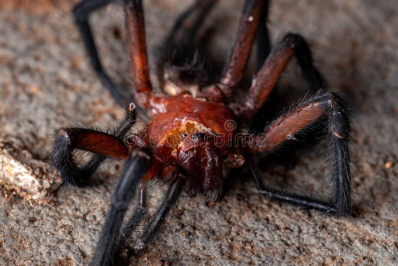 Curtain-web Spider stock photo. Image of animal, genus - 197270610