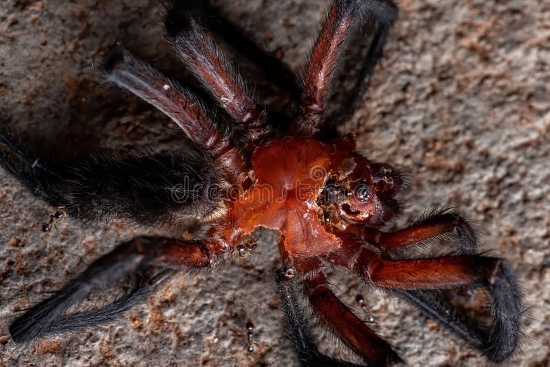 Curtain Web Spider Stock Photos - Free & Royalty-Free Stock Photos from ...