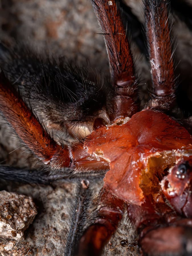 Curtain Web Spider Stock Photos - Free & Royalty-Free Stock Photos from ...