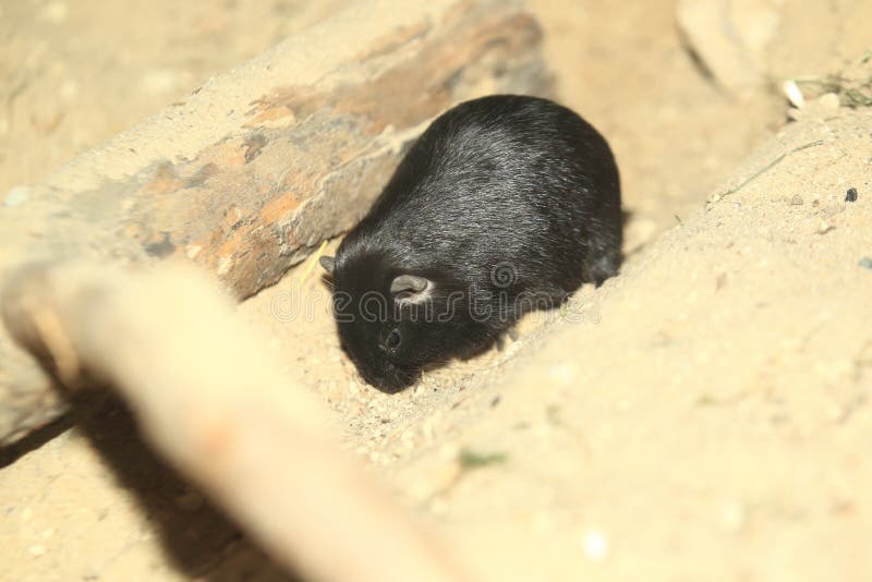 Cururo stock photo. Image of south, america, cururo, adult - 81860488