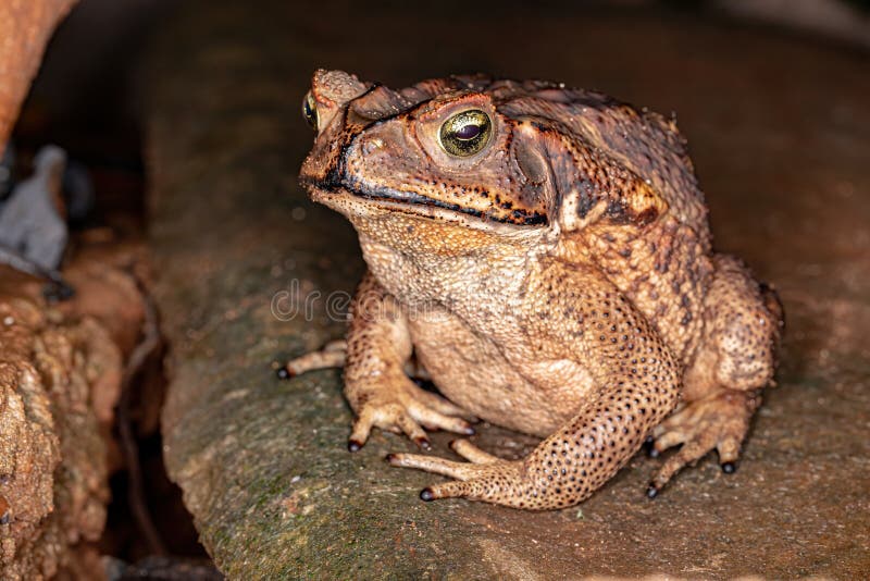 Cururu Toad stock image. Image of amazon, pattern, america - 196072601