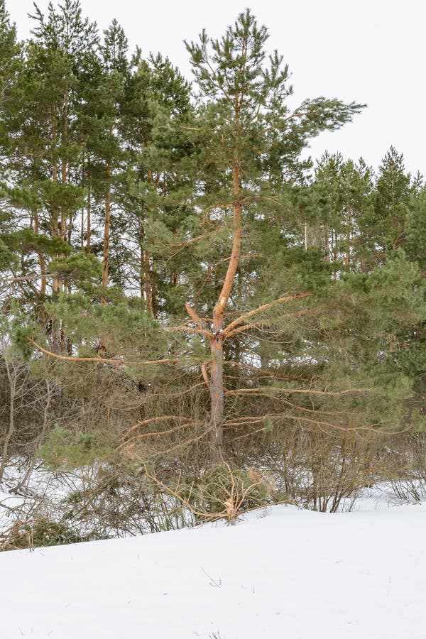Curve, Bent Spruce Stands in a Field Stock Image - Image of needles ...