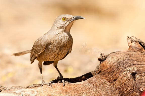 38,177 Mallerne Billed Stock Photos - Free & Royalty-Free Stock Photos ...