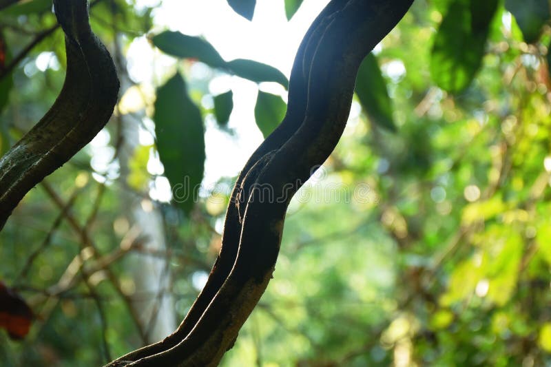 Curve Branch from Tree with Rim Light in Forest Stock Photo - Image of ...