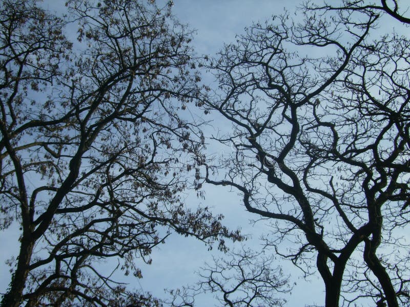 Curve Branches of Trees in Spring on the Blue Sky Background Stock ...