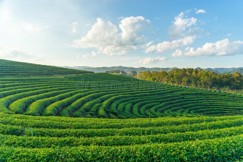 Curve of green tea farm stock image. Image of hill, asia - 49533049