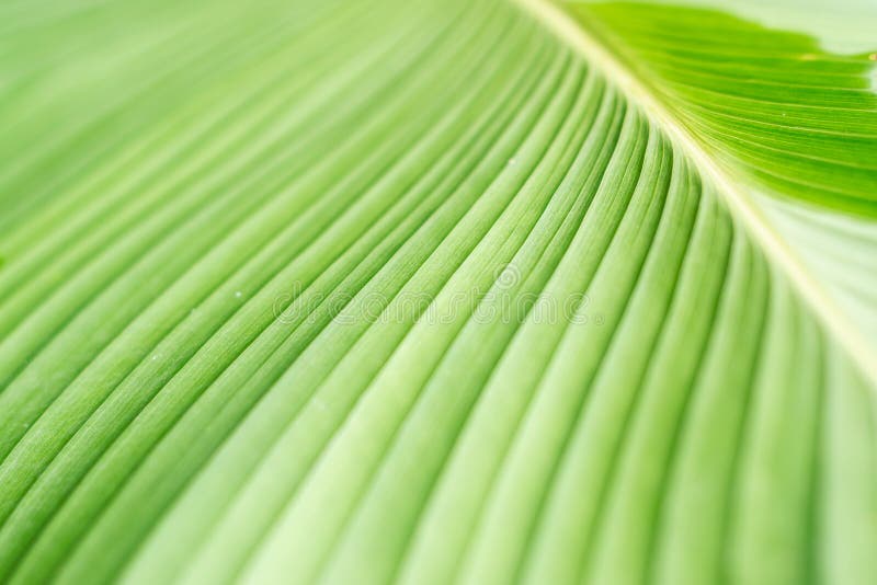 Curve Line Pattern on Green Leaf Surface Stock Photo - Image of pattern ...