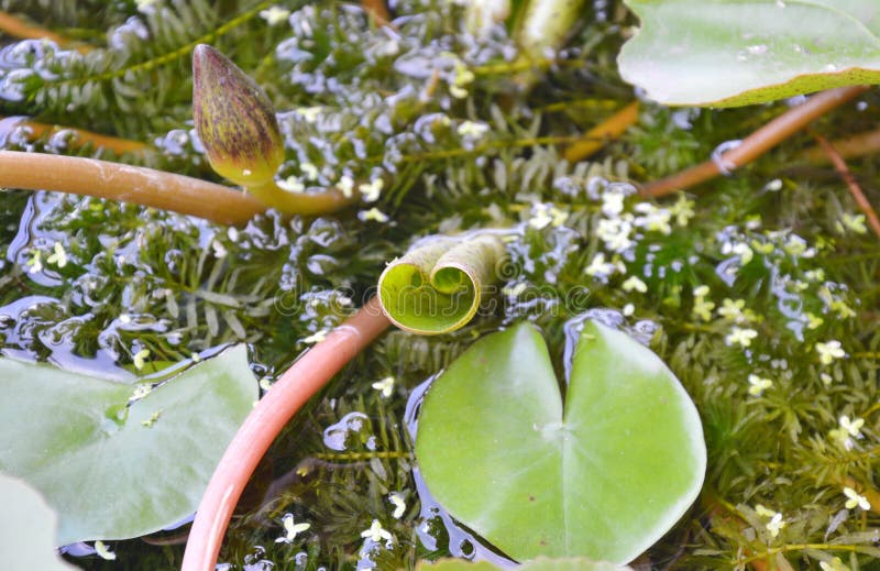 Curve Lotus Leaf in Water Basin Stock Photo - Image of aquatic, weed ...