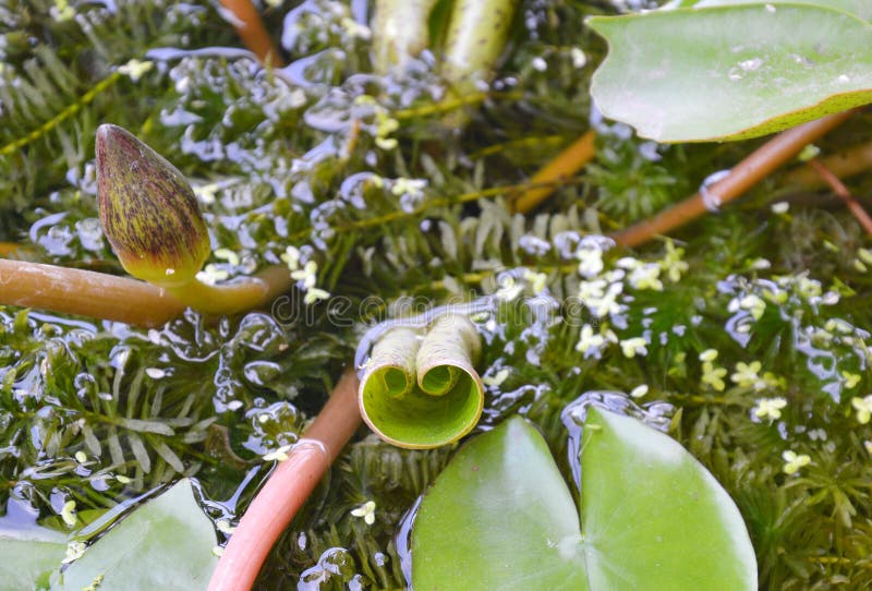 Curve Lotus Leaf in Water Basin Stock Image - Image of nature, garden ...